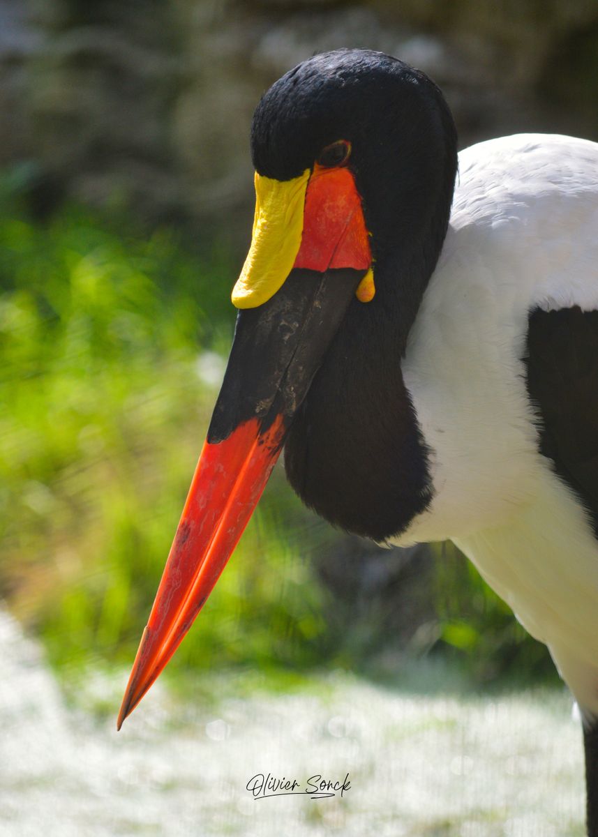 'African jabiru ' Poster, picture, metal print, paint by olivier sonck ...