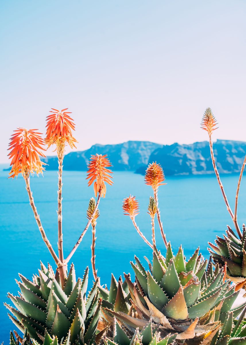 'Orange Agave Flowers' Poster, picture, metal print, paint by Patrycja ...