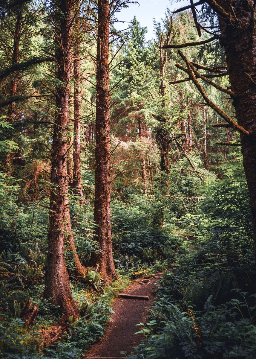 'Oregon Coast Forest Path' Poster, picture, metal print, paint by ...