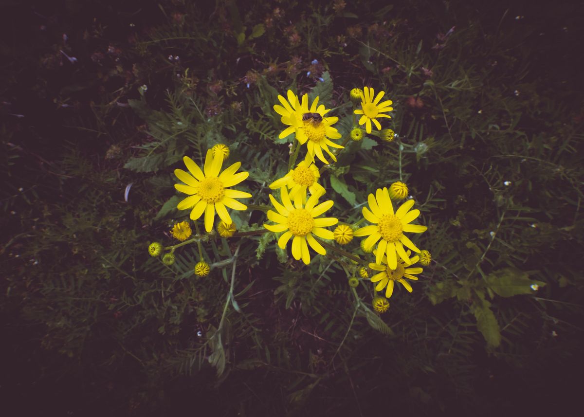 'Yellow daisies' Poster by NAMA | Displate