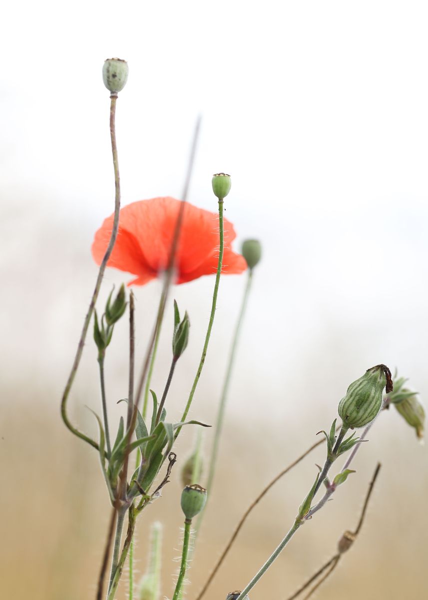 'Poppies Polish flowers ' Poster, picture, metal print, paint by Edward ...