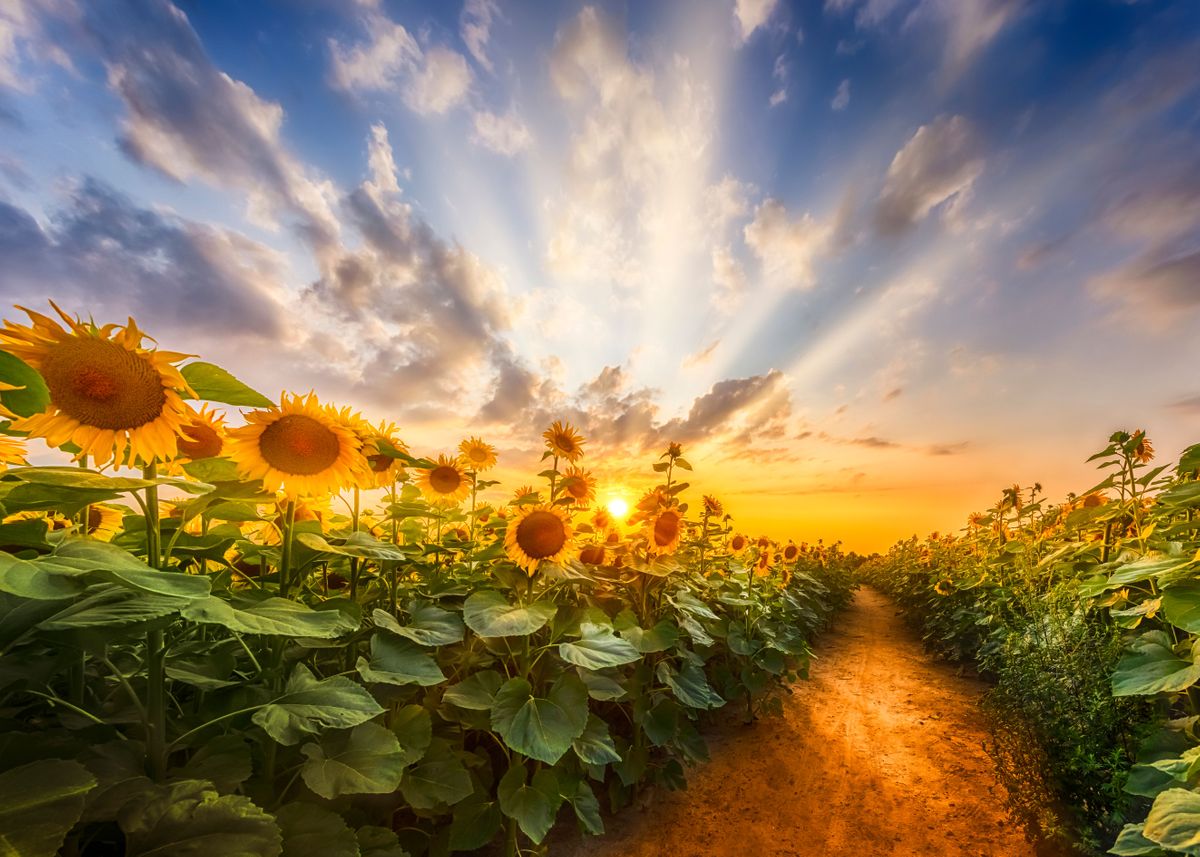 'Sunflower Pathway' Poster by Melanie Viola | Displate