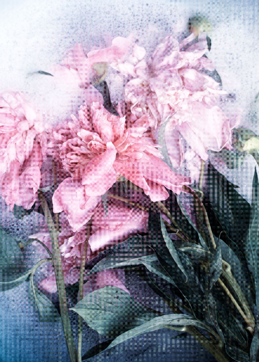 'abstract peonies' Poster, picture, metal print, paint by Larisa ...