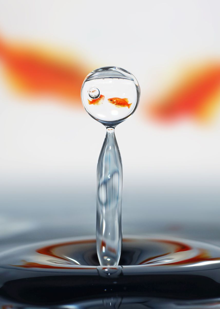 'Fishbowl' Poster, picture, metal print, paint by Tim Paulawitz | Displate