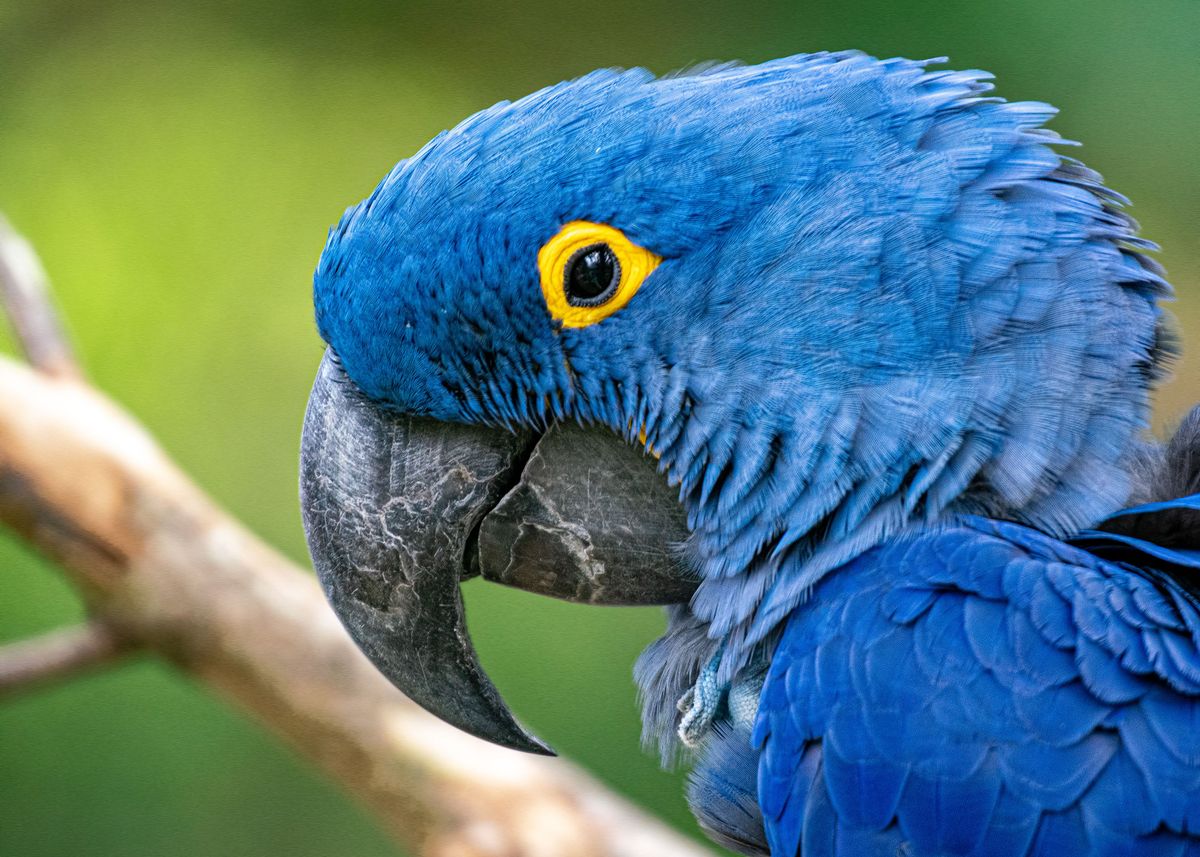 'Hyazint Ara' Poster by Andre Krieger | Displate