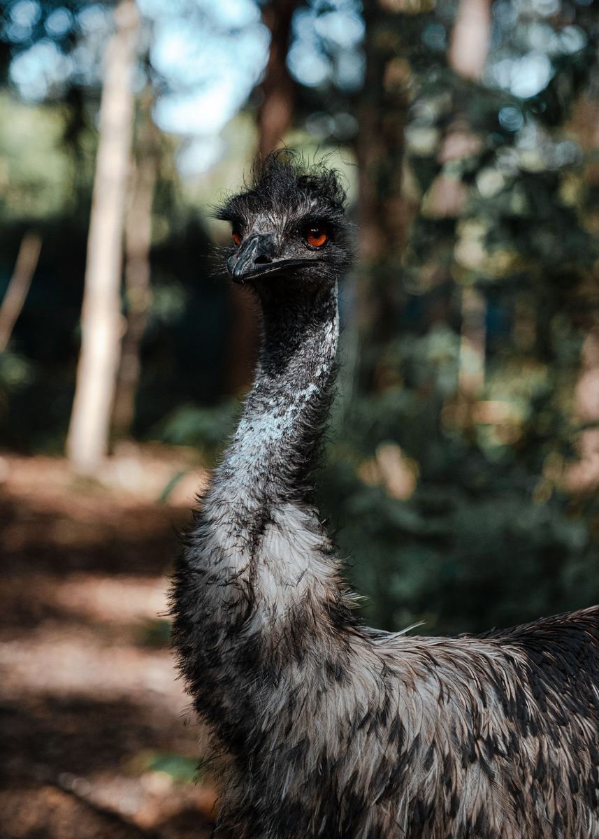 'Emu' Poster by Purple Haze | Displate