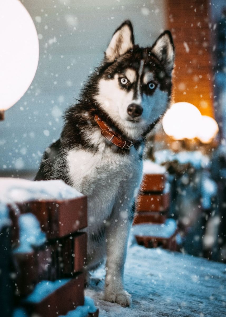 'Husky Freeze' Poster, picture, metal print, paint by Artistic Prints ...