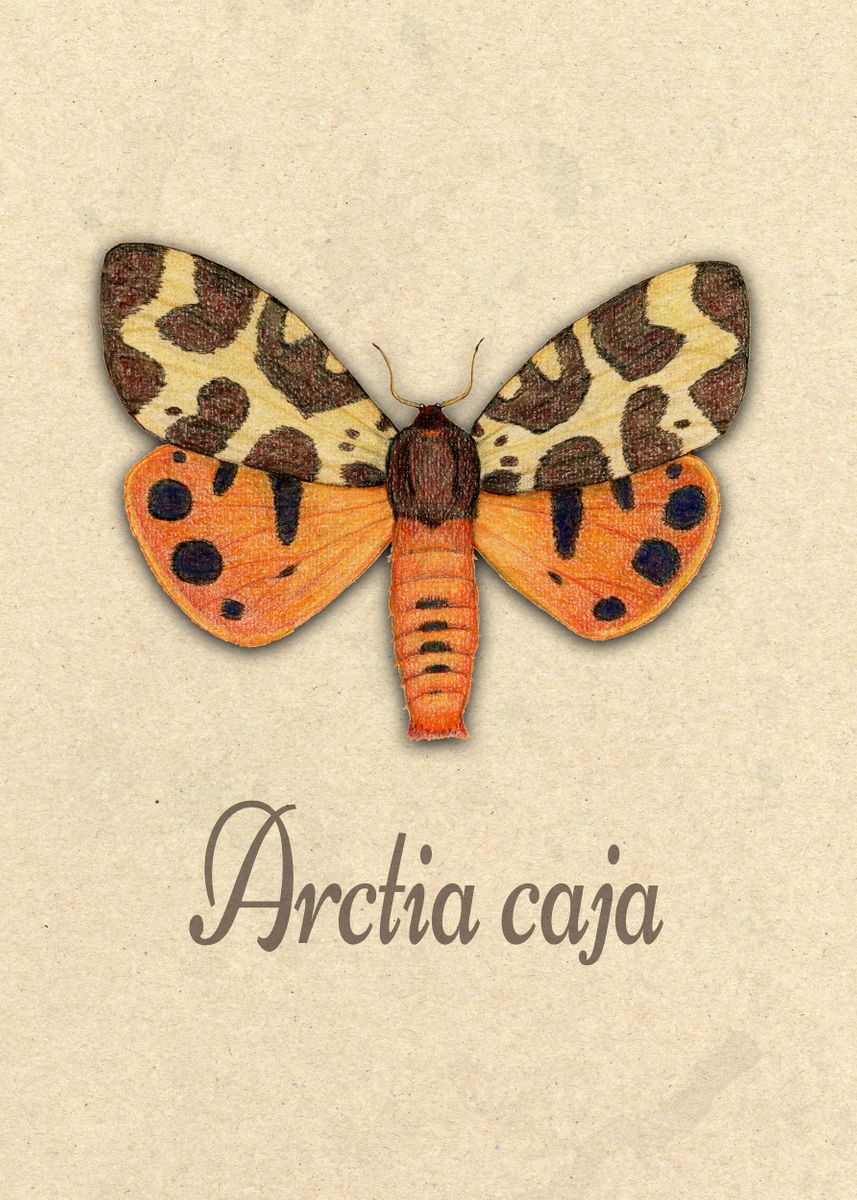 'Garden tiger moth ' Poster by Bianca Wisseloo | Displate