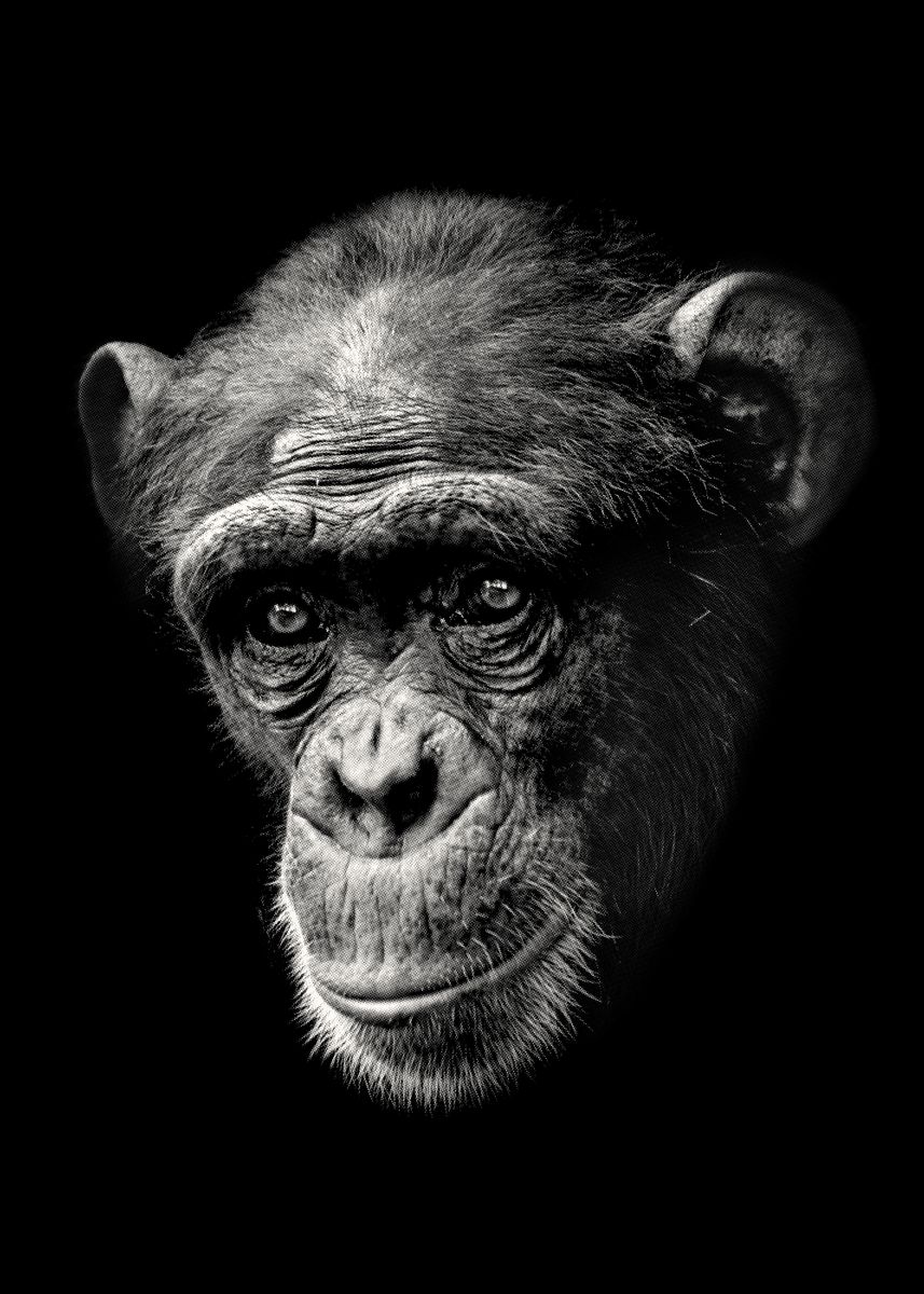 'Chimpanzee with Sad Eyes' Poster, picture, metal print, paint by ...