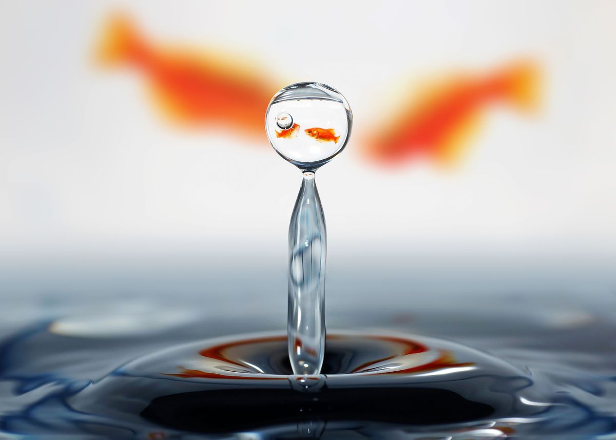 'Fishbowl' Poster by Tim Paulawitz | Displate