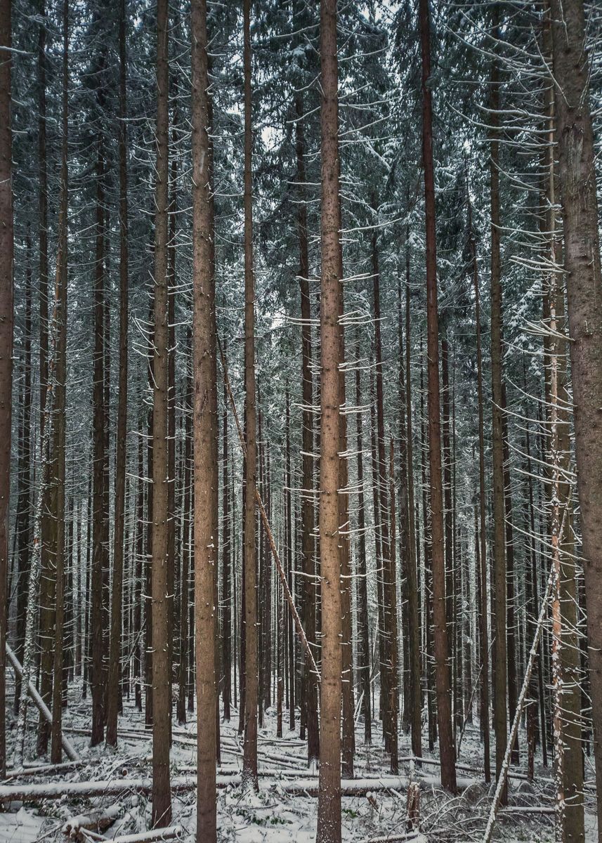 'Fir forest stems texture ' Poster, picture, metal print, paint by ...
