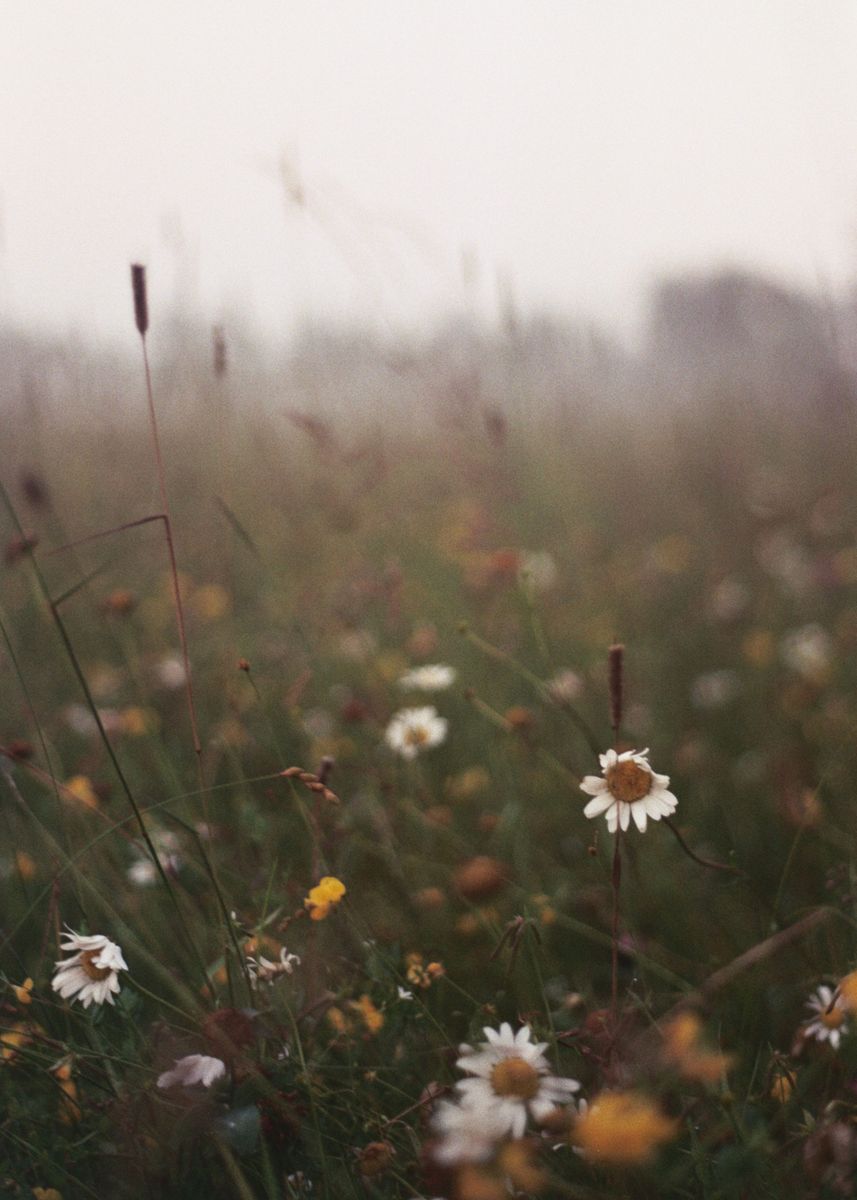 'Wisconsin Meadow on 35mm' Poster, picture, metal print, paint by ...