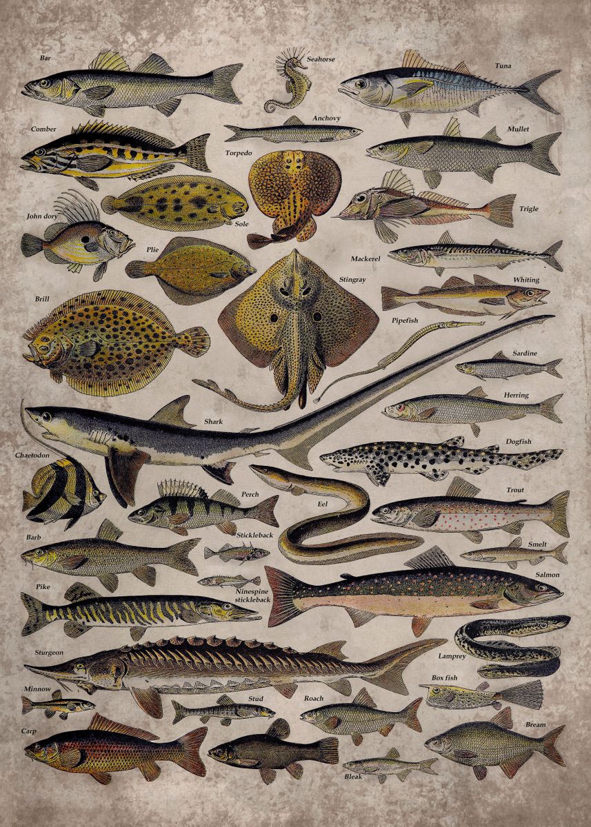 'Vintage Fish Art Print' Poster, picture, metal print, paint by ...