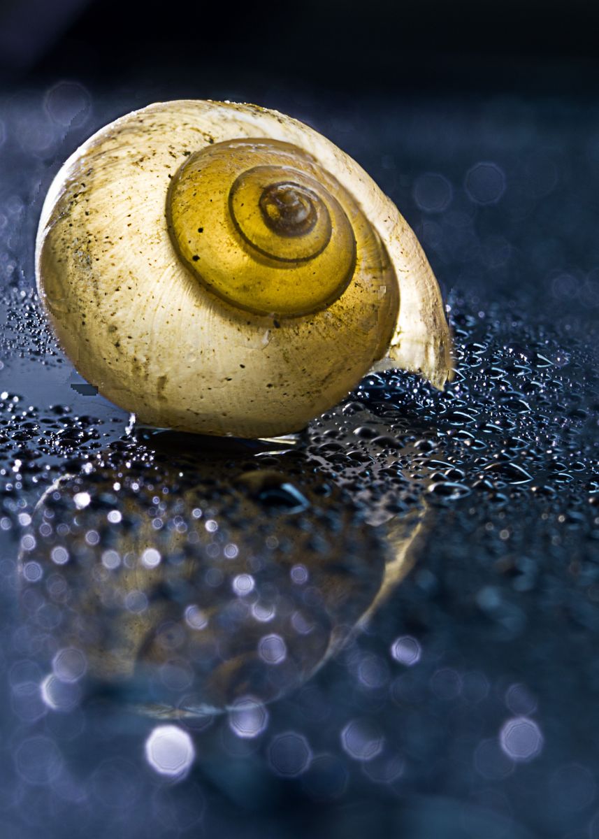 'Snail in water nature' Poster by Max Ronn | Displate