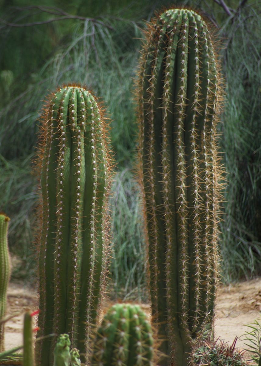 'Young Sequaro Cactus' Poster, picture, metal print, paint by Dennis ...