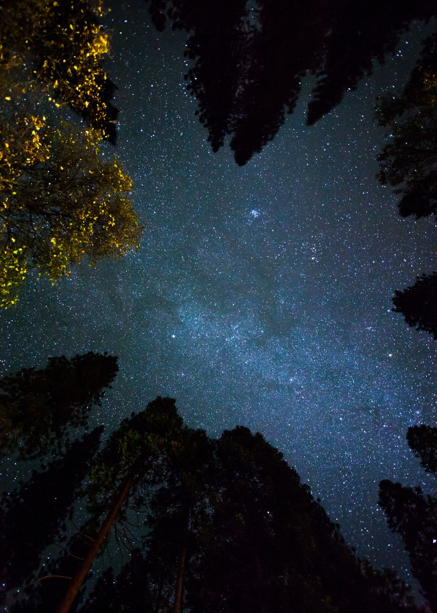 'Forest mantle' Poster by Genaro Watla G | Displate