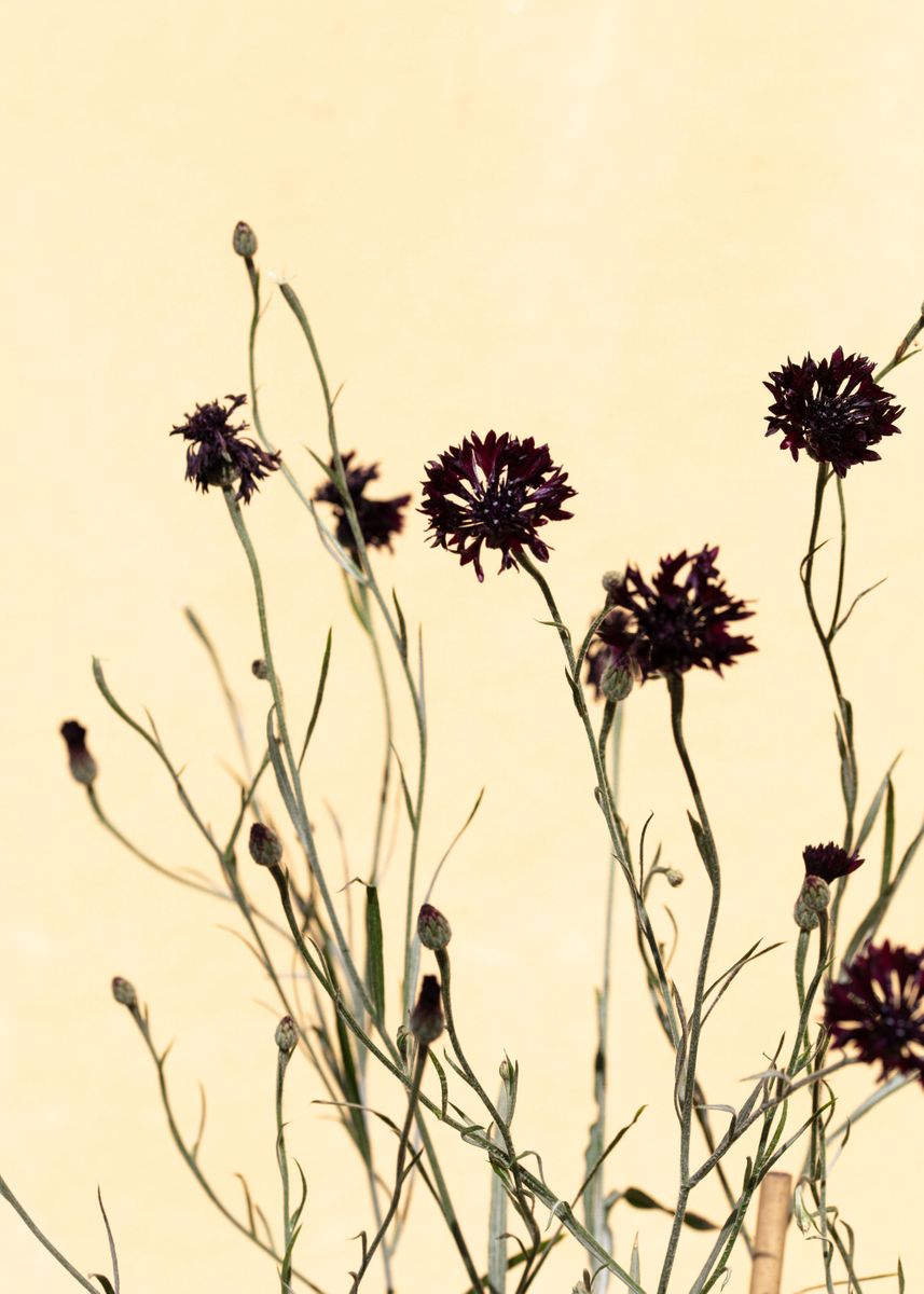 'Withered flowers' Poster by World Class Photos | Displate