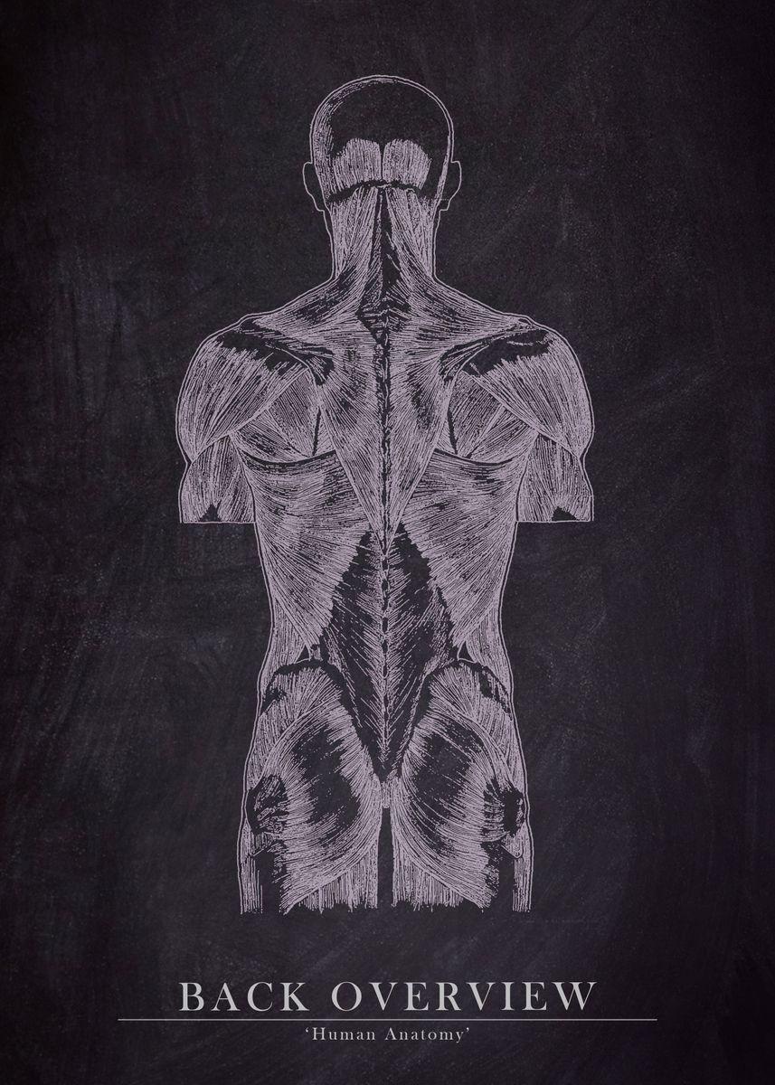 'Back Muscle' Poster, picture, metal print, paint by lilPENtacle | Displate