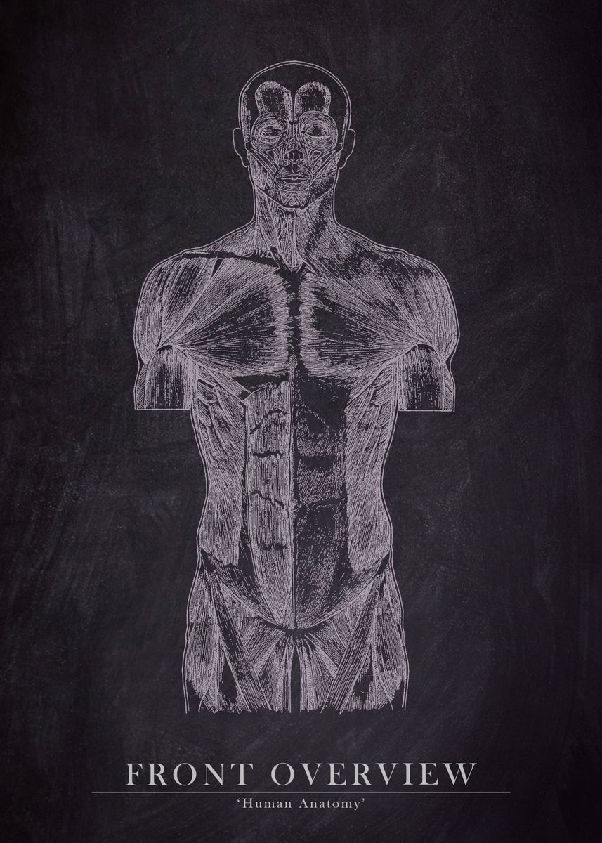 'Front Overview Muscle' Poster, picture, metal print, paint by ...