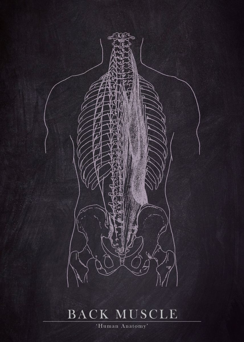 'Back Muscle' Poster, picture, metal print, paint by lilPENtacle | Displate