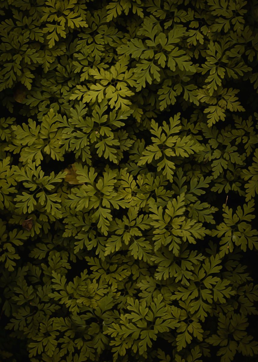 'Leaves' Poster by Diego The Designer | Displate