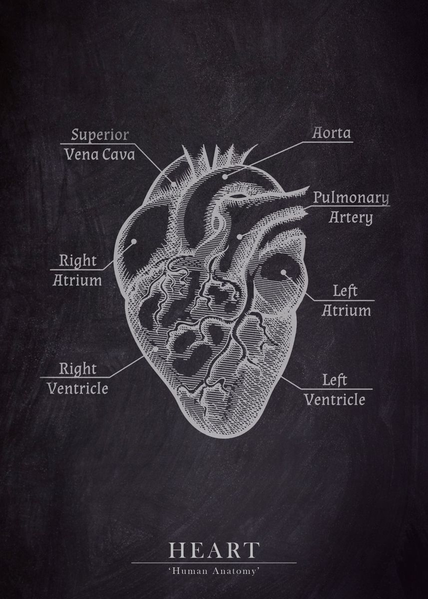 'Human Heart Anatomy' Poster, picture, metal print, paint by ...
