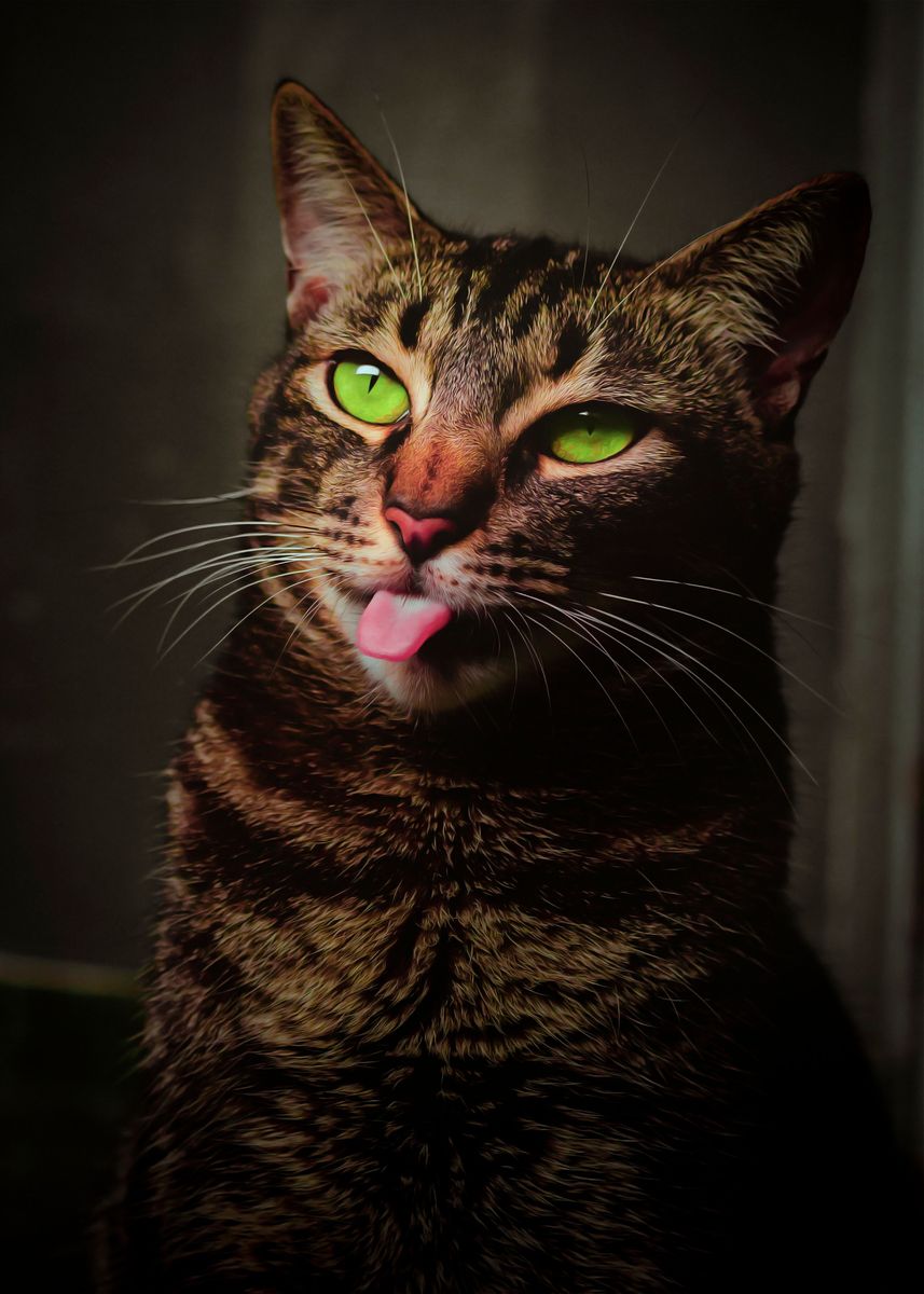 'Crazy cat' Poster, picture, metal print, paint by Diego The Designer ...