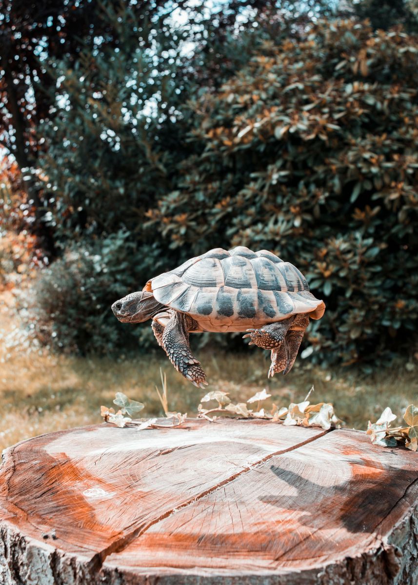 'Flying Turtle' Poster, picture, metal print, paint by MS Photography ...