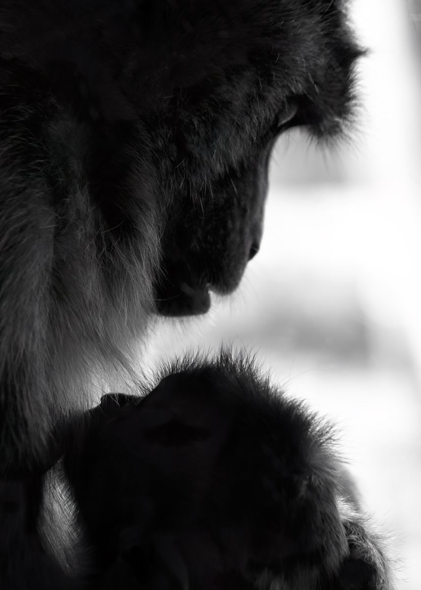 'Chimp Mother Nursing Baby' Poster, picture, metal print, paint by ...