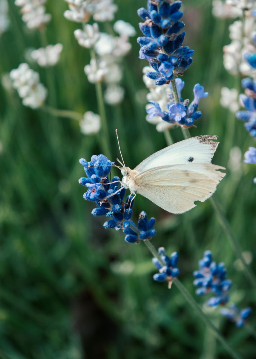 'Butterfly in the Summer' Poster by MS Photography | Displate