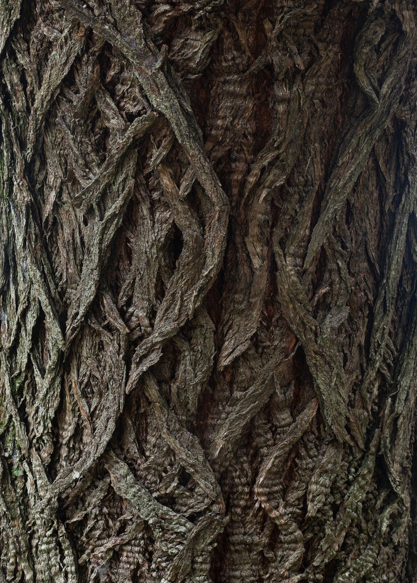 'Nice bark texture' Poster by HanPing Tseng | Displate