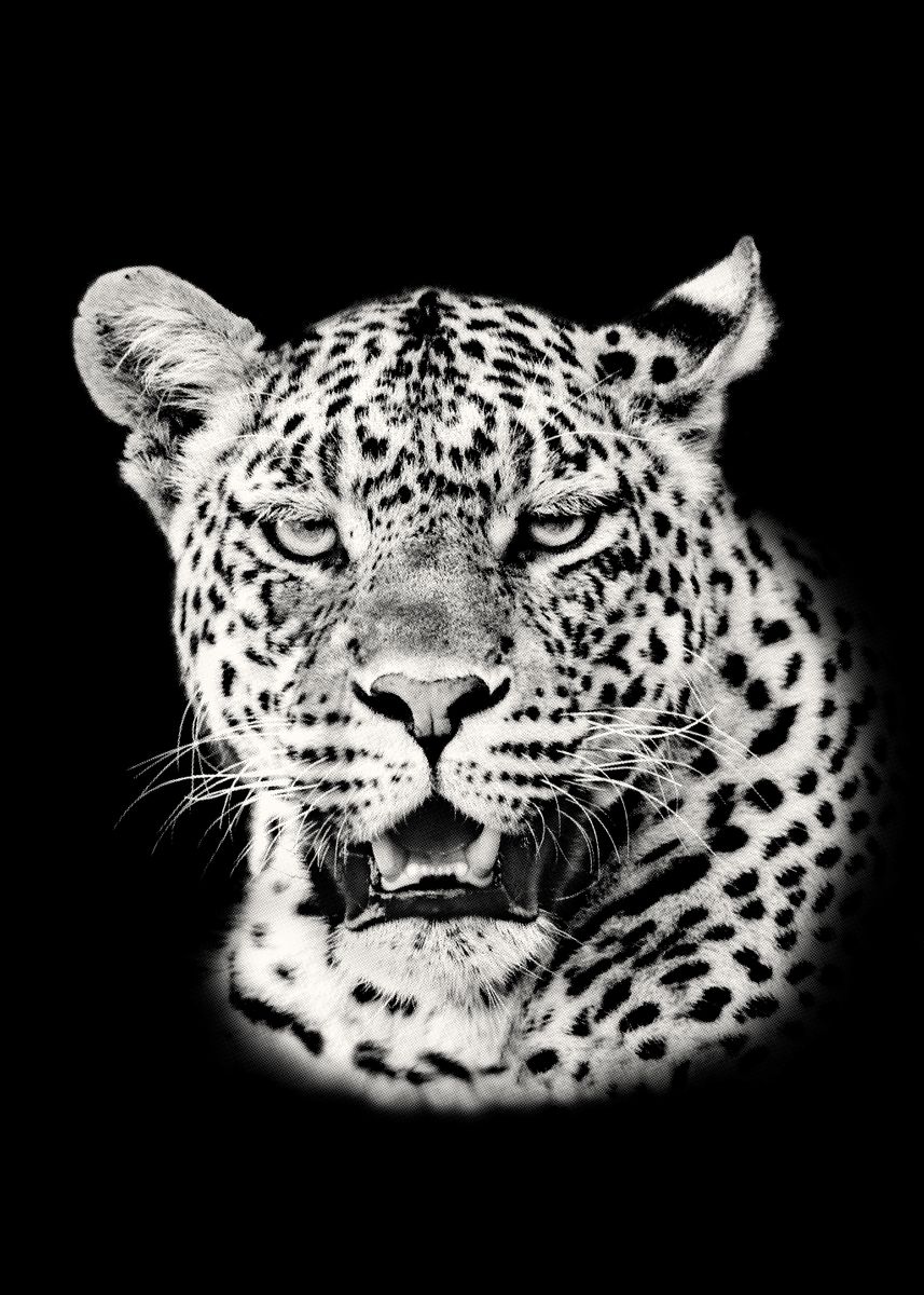 'Leopard Face Close Up' Poster, picture, metal print, paint by Scotch ...