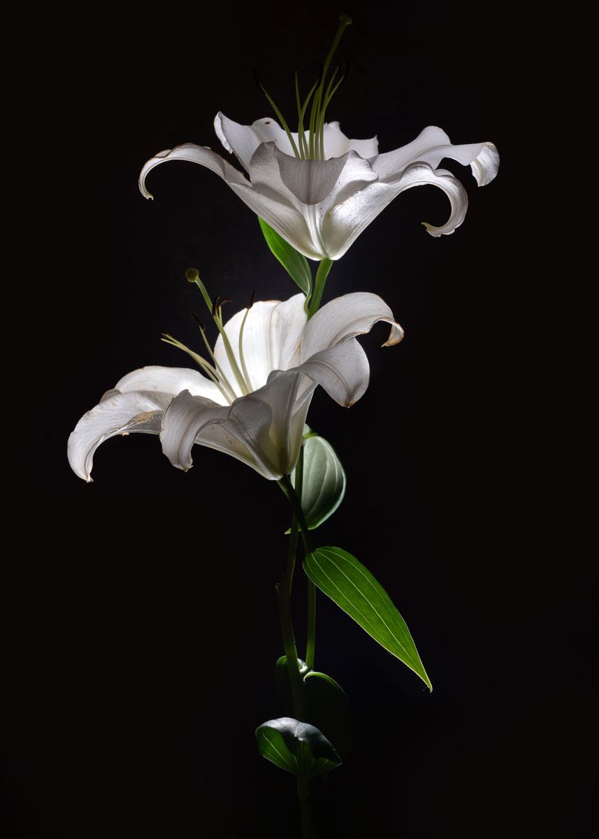 'White duet' Poster, picture, metal print, paint by Jaroslaw Blaminsky ...