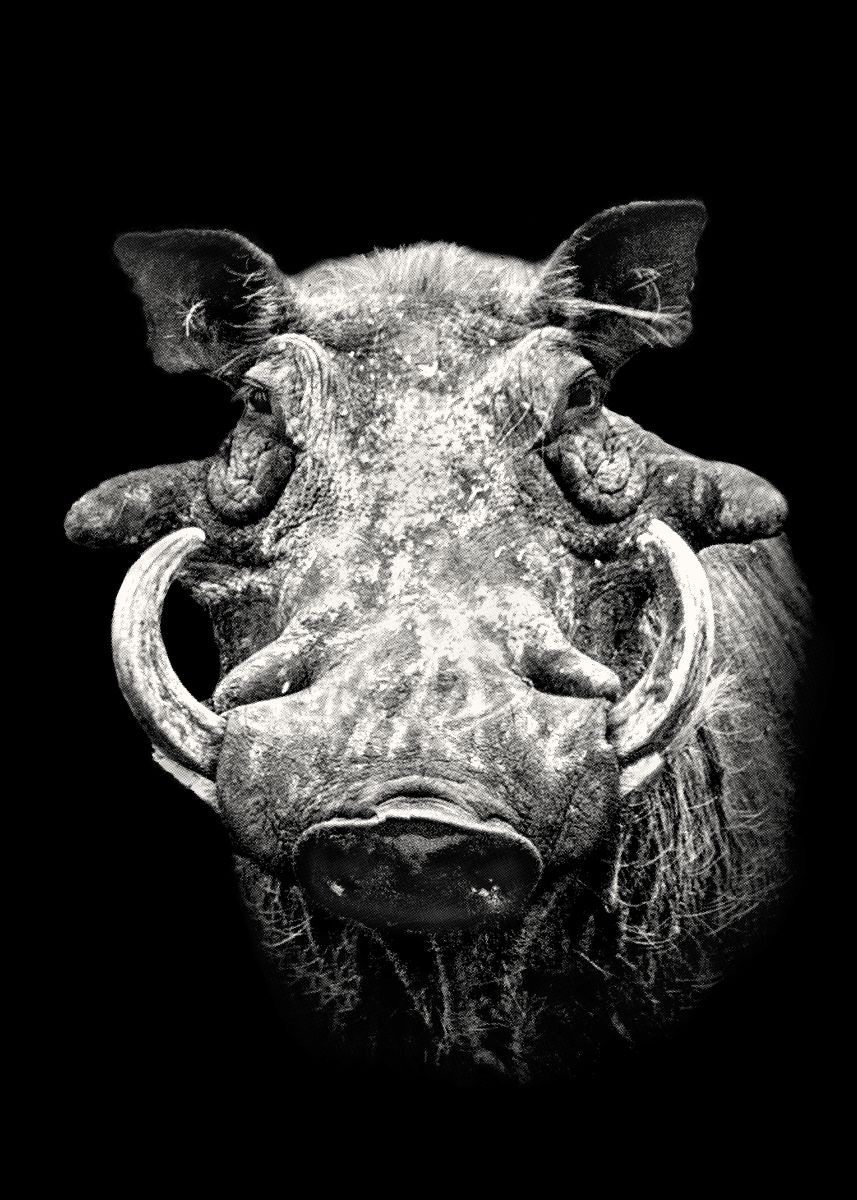 'Warthog Boar Warts and All' Poster, picture, metal print, paint by ...