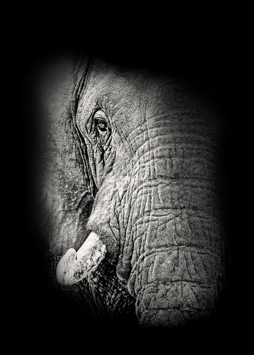 'African Elephant Close Up' Poster, picture, metal print, paint by ...