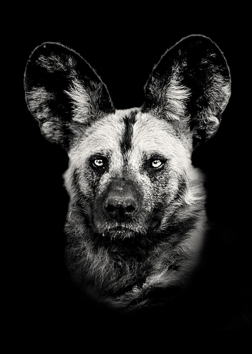 'African Wild Dog Close Up' Poster, picture, metal print, paint by ...