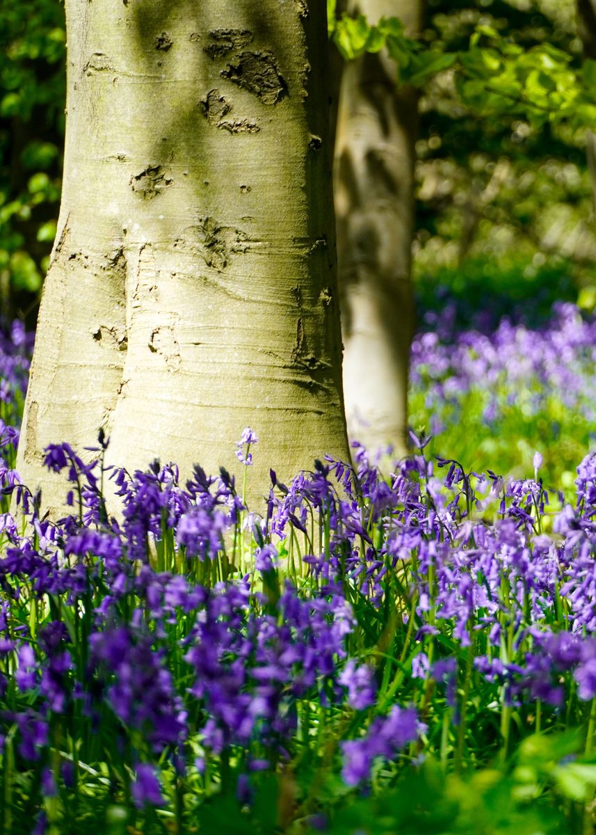 'Bluebell Field' Poster by Nick Greenaway | Displate