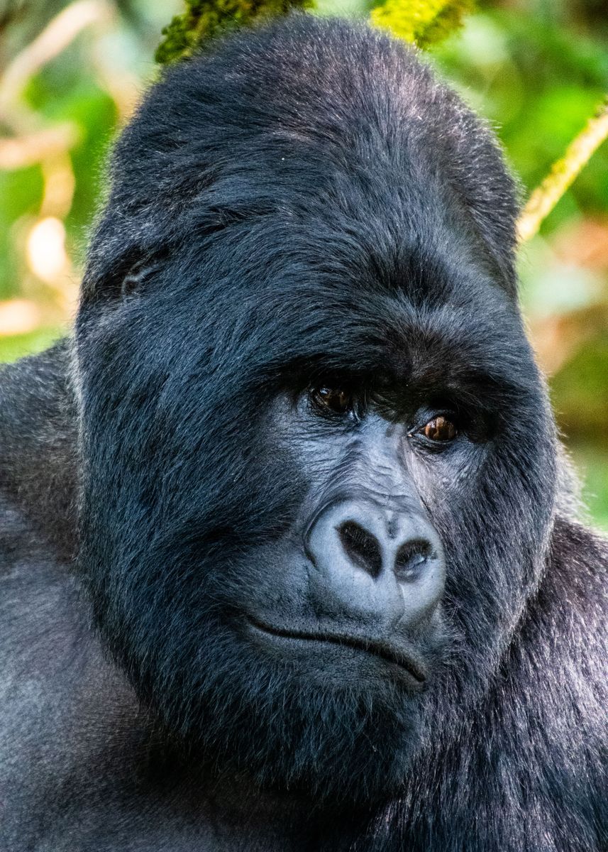 'Silverback' Poster by Nicolas Vanhuynegem | Displate