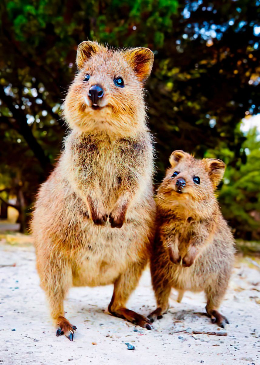 'Quokka family' Poster, picture, metal print, paint by Diego The ...