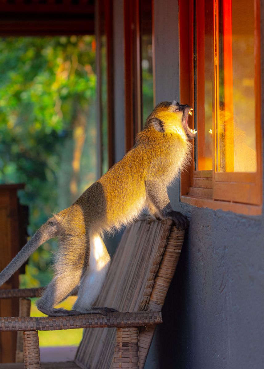 'Monkey yawning' Poster, picture, metal print, paint by Nicolas ...