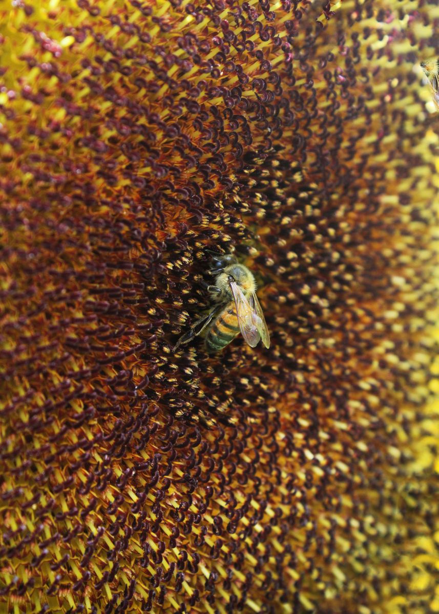 'Bee farmer' Poster, picture, metal print, paint by Alejandro Lomeli ...