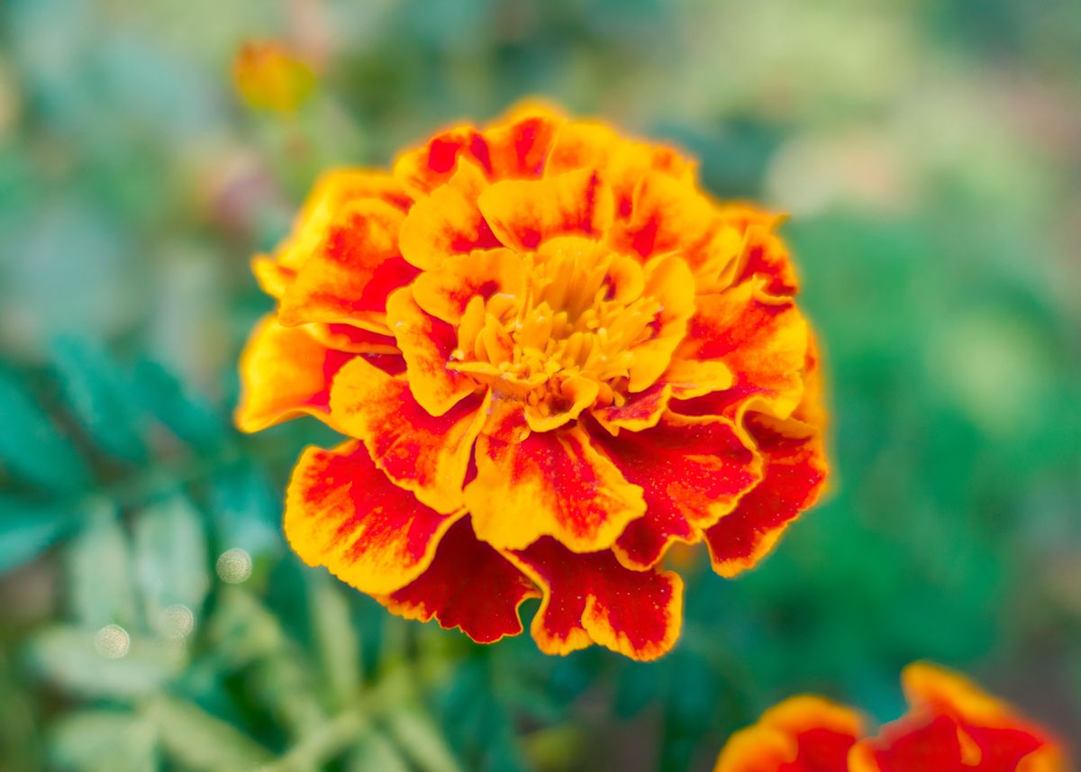 'tagete flower in the gard' Poster by Ornella Bonomini | Displate