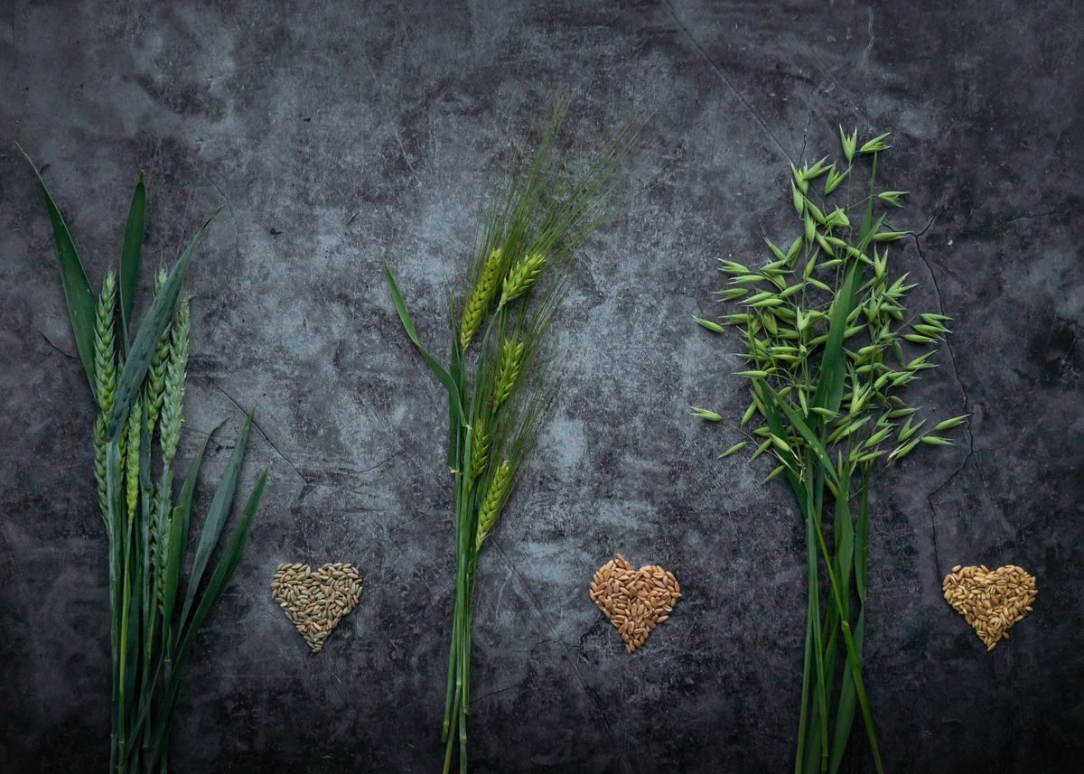 'Organic rye barley oats' Poster by Sabine Photography | Displate