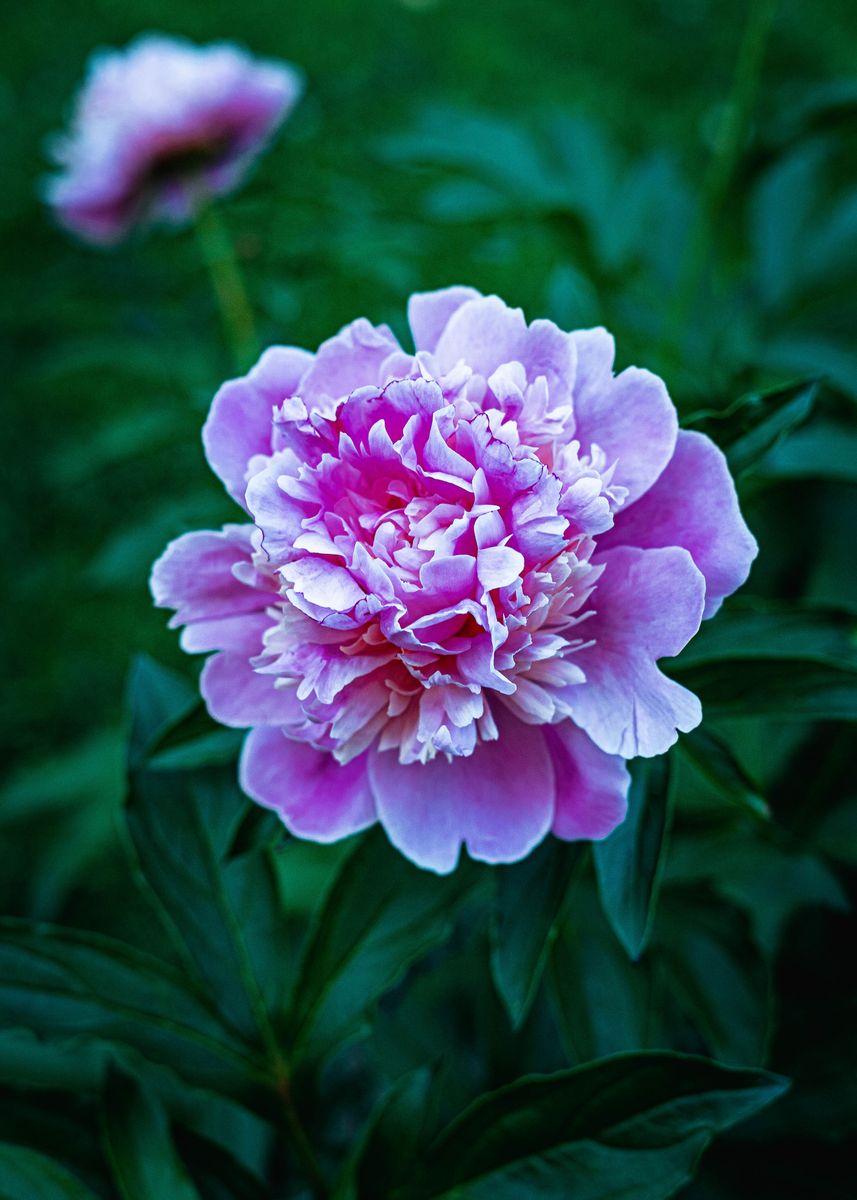 'Pink flowers' Poster, picture, metal print, paint by Devart | Displate