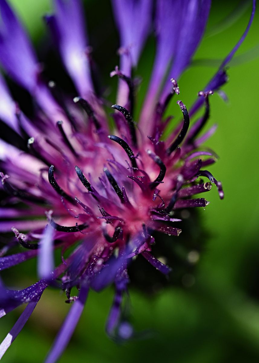 'Purple Scifi Plant' Poster, picture, metal print, paint by Stefan Merz ...