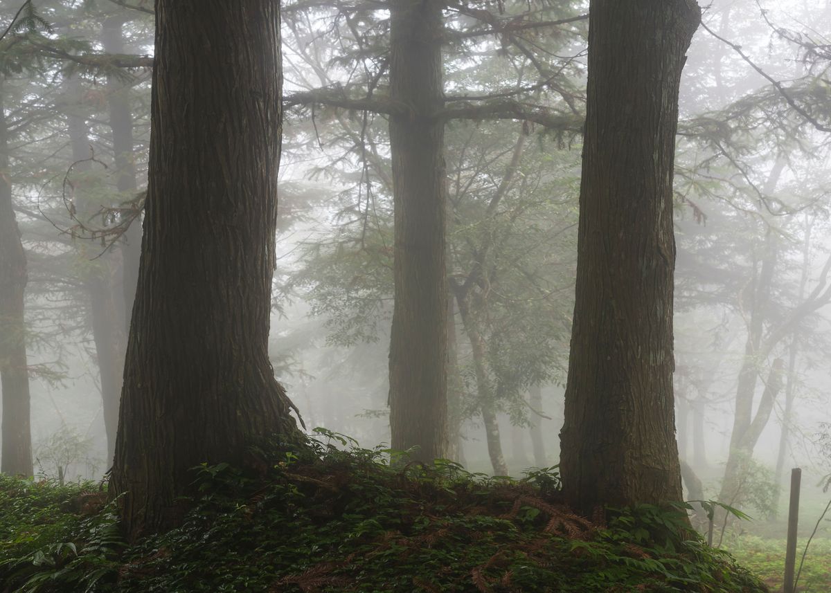 'Misty Forest' Poster by HanPing Tseng | Displate