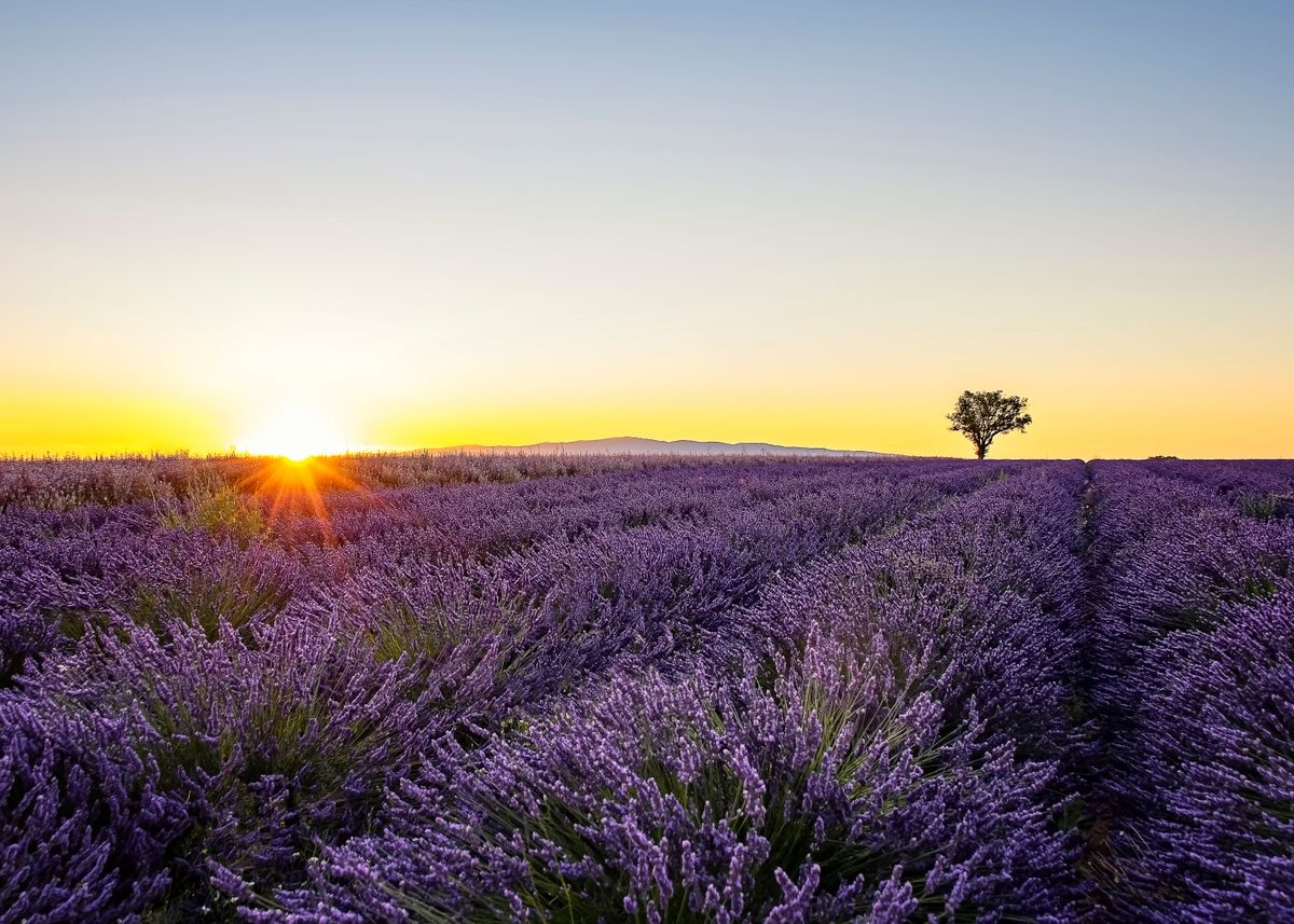 'Lavender' Poster by Mango Art | Displate