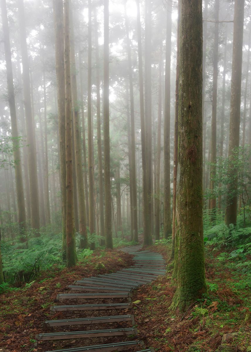 'Misty Forest' Poster by HanPing Tseng | Displate