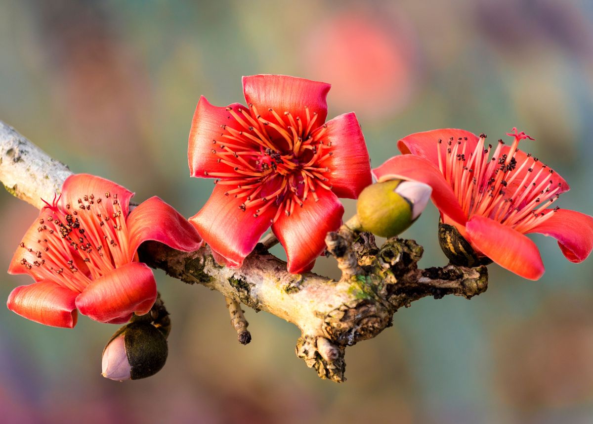 'Bombax in focus' Poster by Thanh Hoang Cong | Displate
