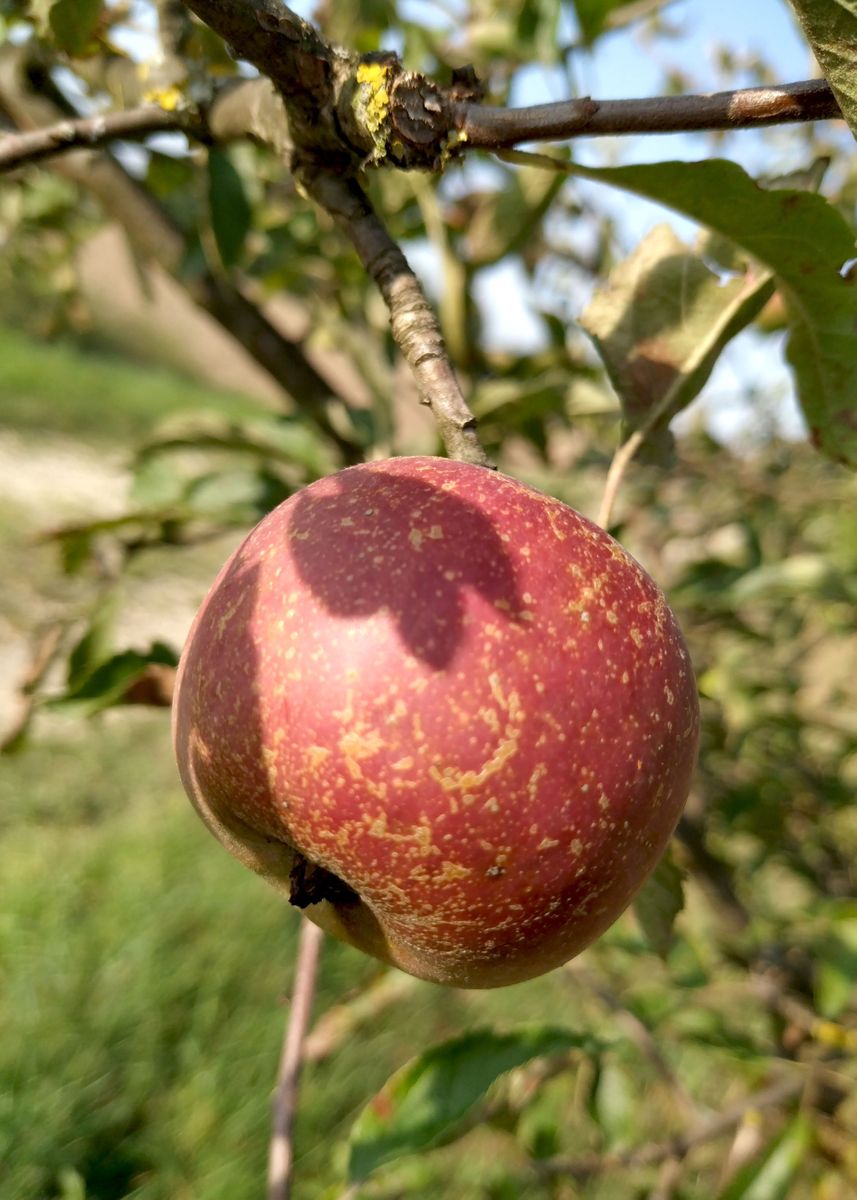 'Red apple' Poster, picture, metal print, paint by Tadeja Bogša | Displate